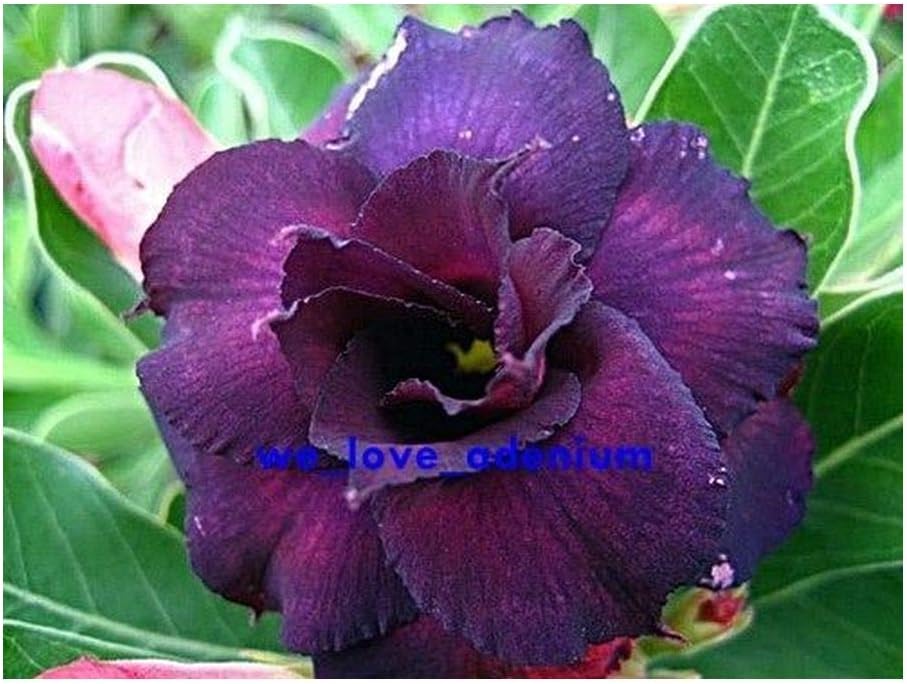Adenium obesum Deep-Purple Doxzon - Karoo Rose - Desert Rose - 2 Seeds ...