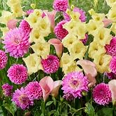 Amazon.com : All-in-One Flower Bulb Garden Kit - Citrus Zest Punch Mix ...