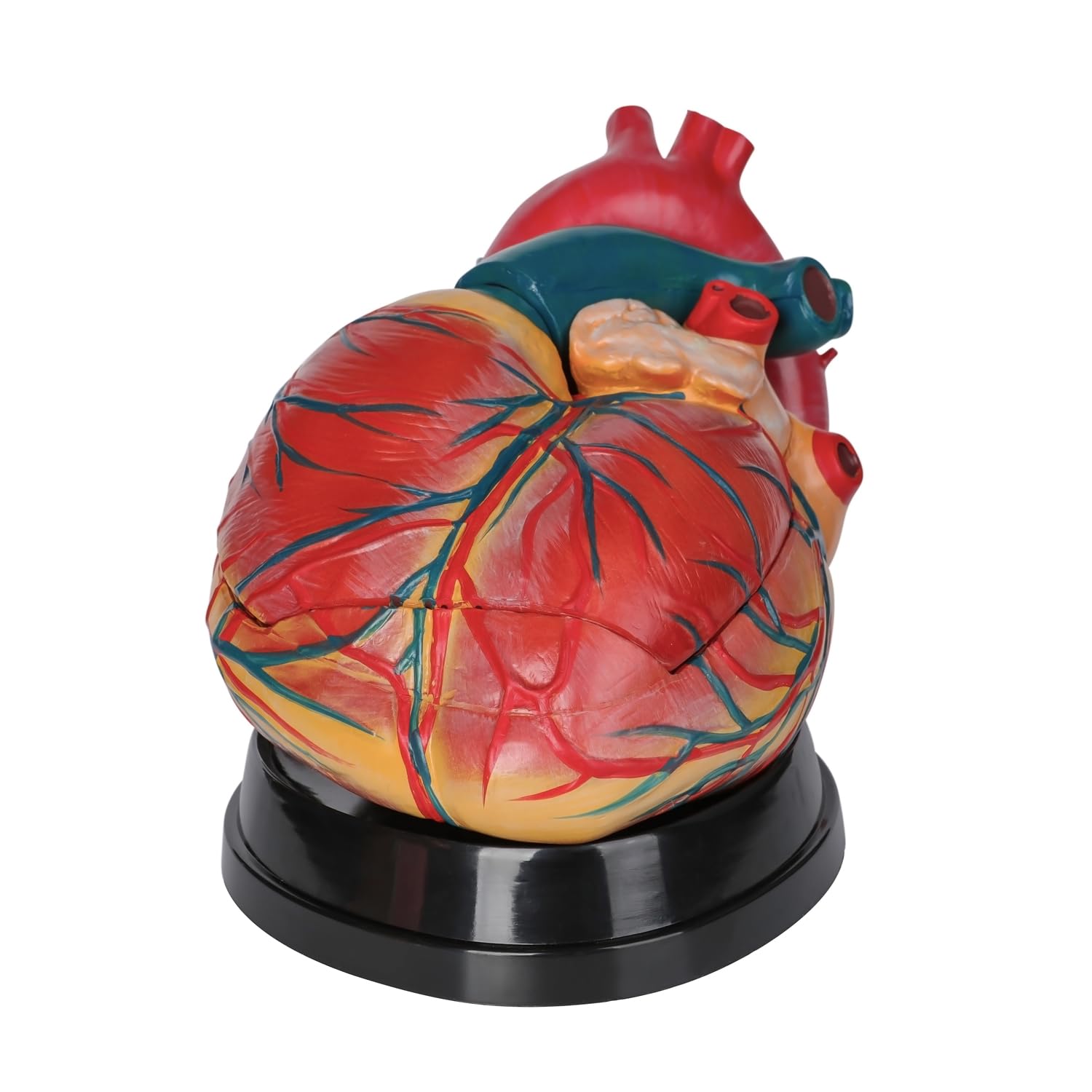 Mua Human body model, heart model, 3x magnification model, 3 ...