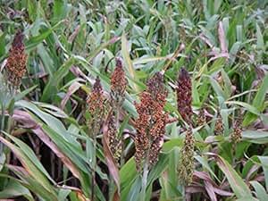 Amazon.com: Farmers Daughters Seeds Japanese Millet - Duck - Food Plot ...