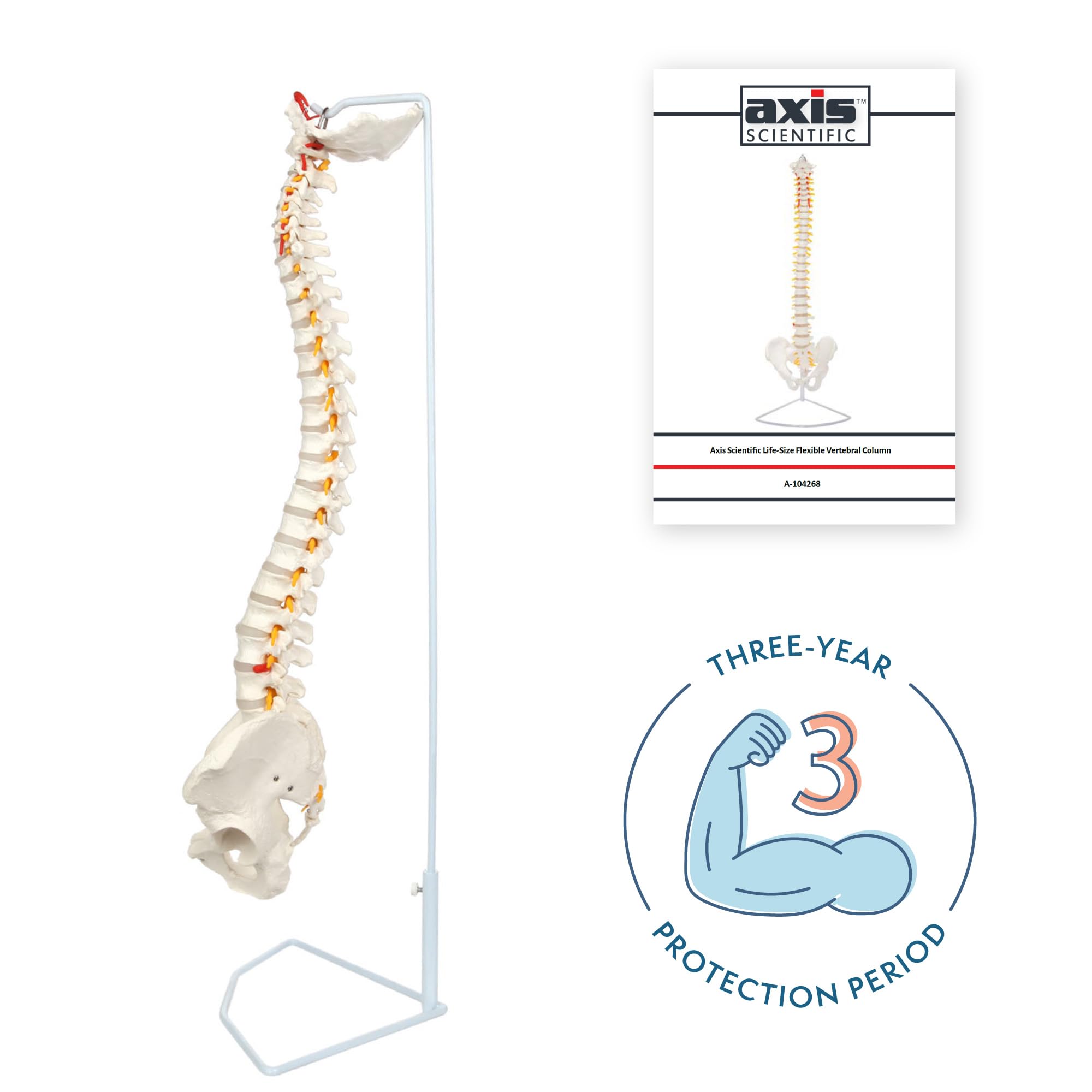 Mua Axis Scientific 34" Life Size Spine Model with Nerves, Vertebrae ...