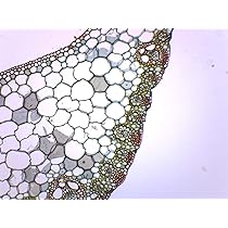 Monocot Leaves Microscope
