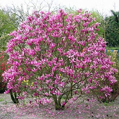 Magnolia Pianta In Vaso | Casa Loving