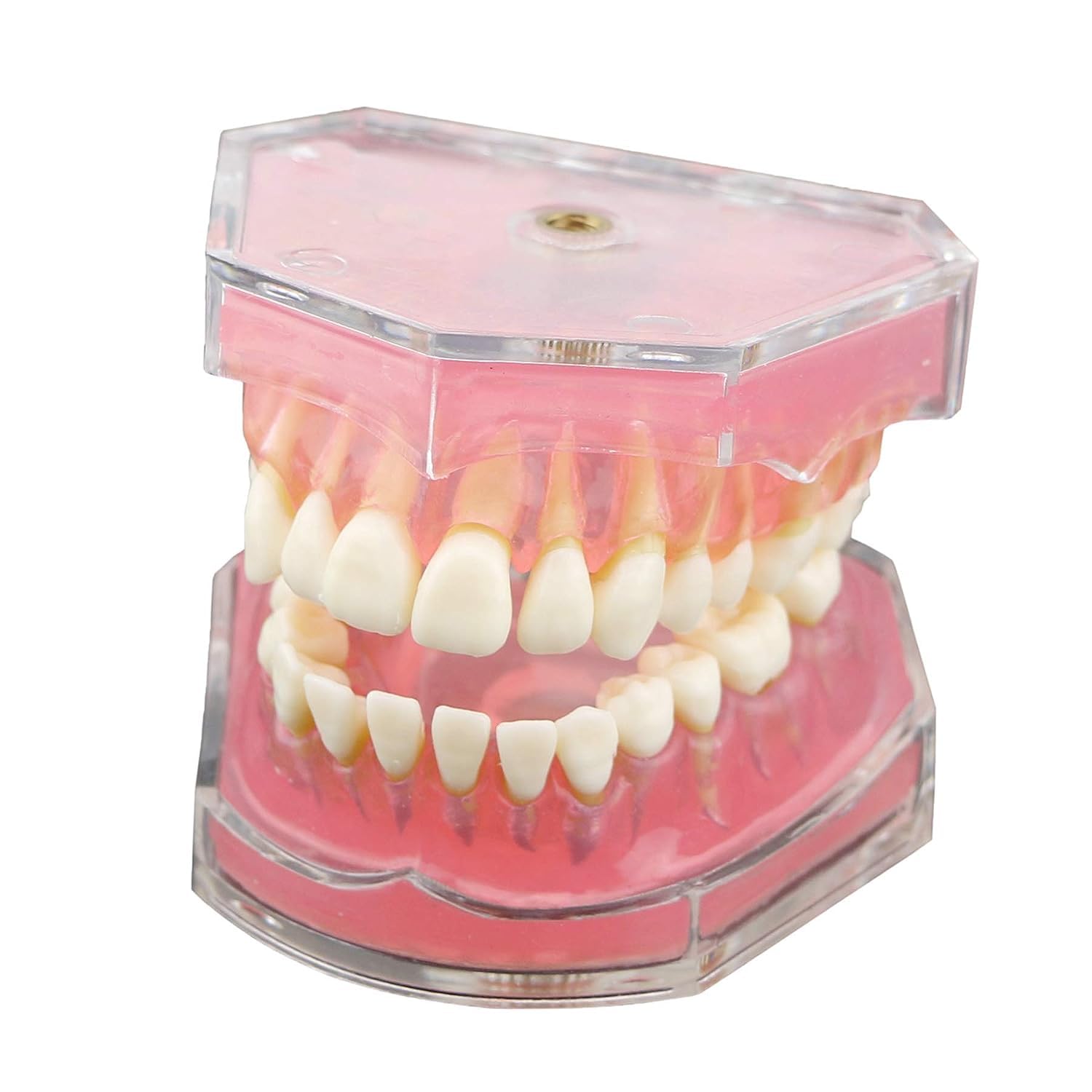 Mua EUSTOMA Dental Explanation Model, Teeth Explanation Model, Upper ...