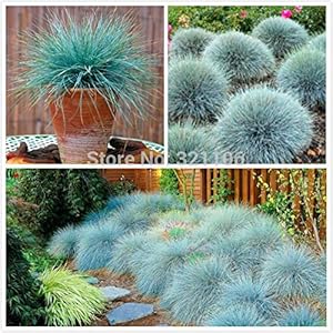 Devil's Grass Cynodon Dactylon Seeds 600pcs, Perennial Natural Bahama ...