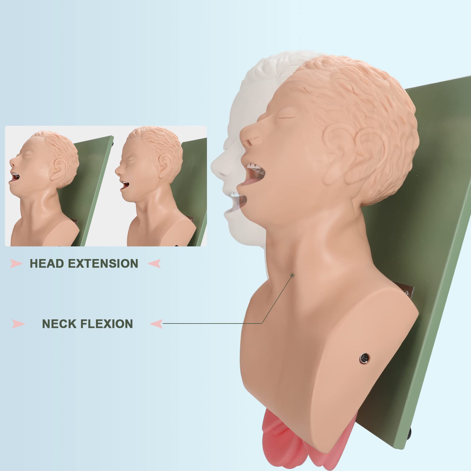 Mua Intubation Human Model Simulator- Endotracheal Intubation Manikin ...