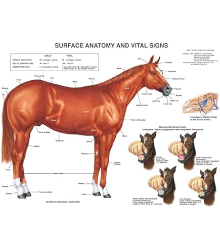 Equine Acupressure Meridian Composite Chart Horse Lake KAMLOOPS COWBOY