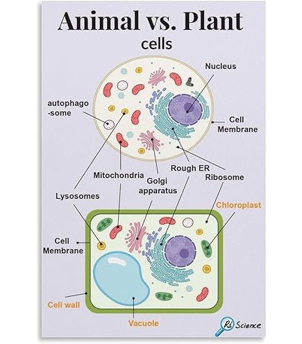 Diagram Of A Typical Plant Cell Structure Poster Zazzle
