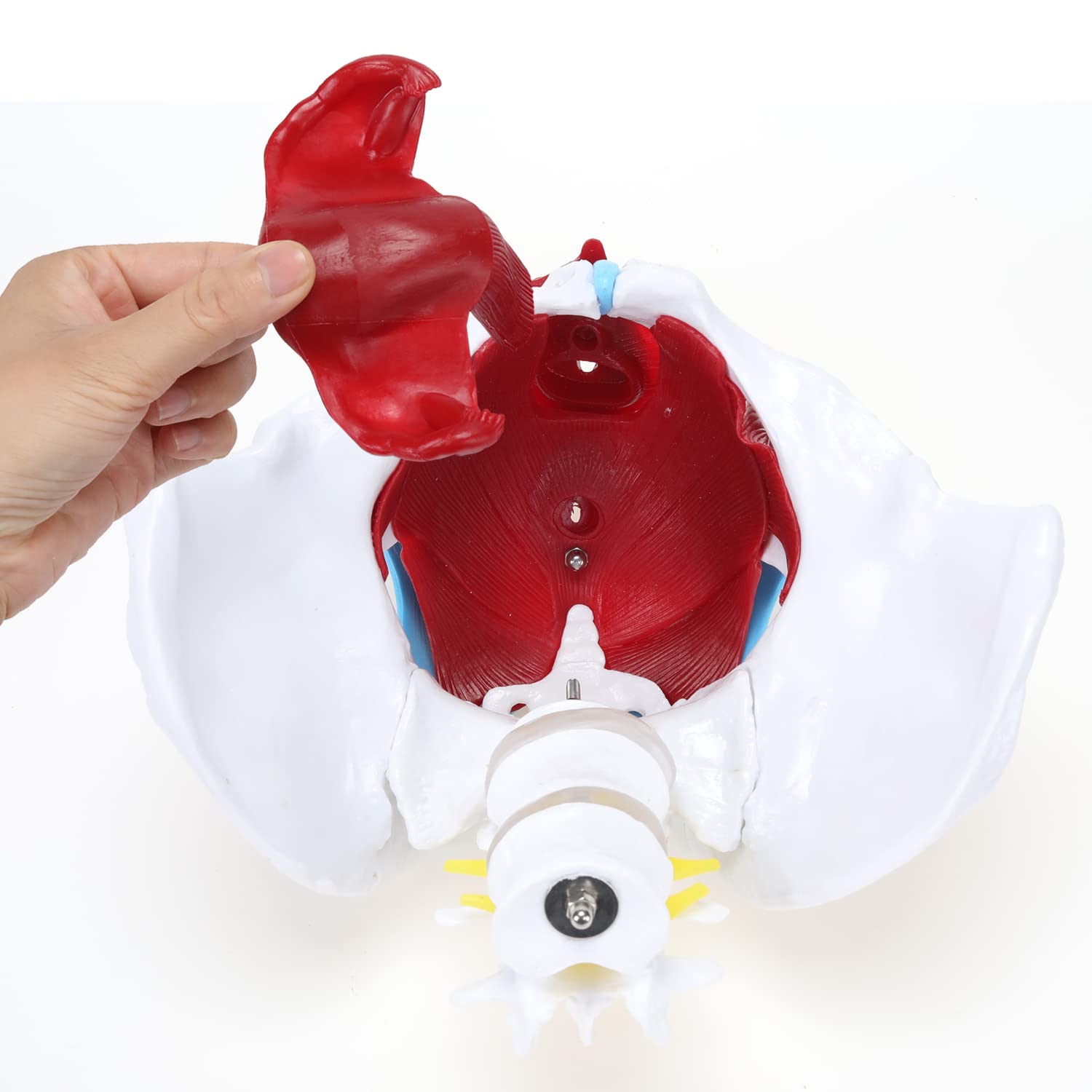 Mua MIIRR Female Pelvis and Perineum Model with Detachable Organs ...