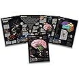 Amazon.com: Jaguar Educational The Human Brain Poster Series - Set of 5 ...