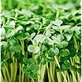 Amazon.com : Organic Broccoli Seeds for Sprouting Microgreens ...
