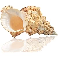 Amazon.com: Large Natural Sea Shells, Huge Ocean Conch 7-8 inches Jumbo ...