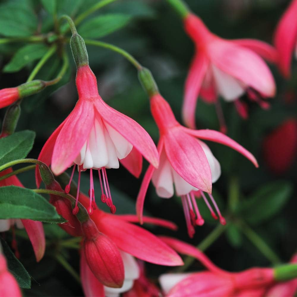 Fuchsia Lady Thumb Deciduous Plant Hardy Shrub Pink and White Fuchsia ...