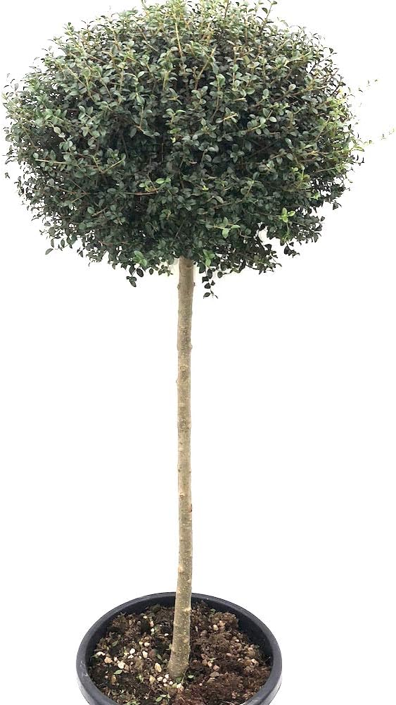 Standard Ligustrum Plants Ligustrum Jonandrum 80cm Stem - Large Head ...