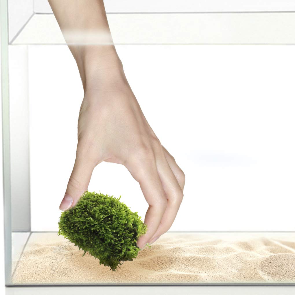 Luffy Coco Mini Moss For Aquarium Hobbyist Hiding And Breeding ...