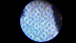 Amazon.com : Neewer 60X-100X Optical Zoom Mobile Phone LED Microscope ...