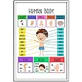 Amazon.com: Human Body for Kids Poster - Preschool Posters - Anatomy ...