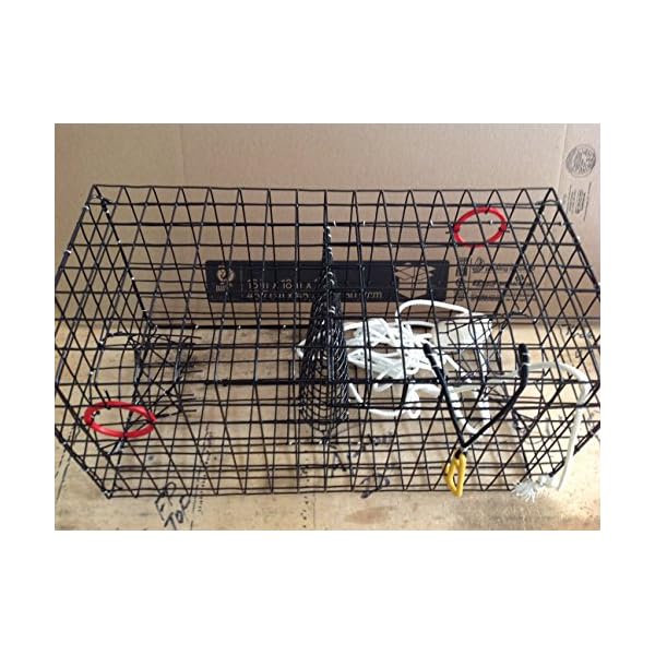 Maryland Blue crab pot trap Chesapeake Atlantic blue crab PVC coated metal Heavy Duty - MasterBasser