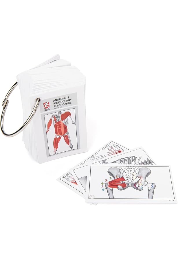 Print Muscles And Their Function Flashcards Easy Notecards