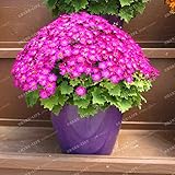 Pericallis hybrida - How to grow & care