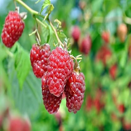 Amazon.com : 2 Heritage - Red Raspberry Plant - Everbearing - All ...