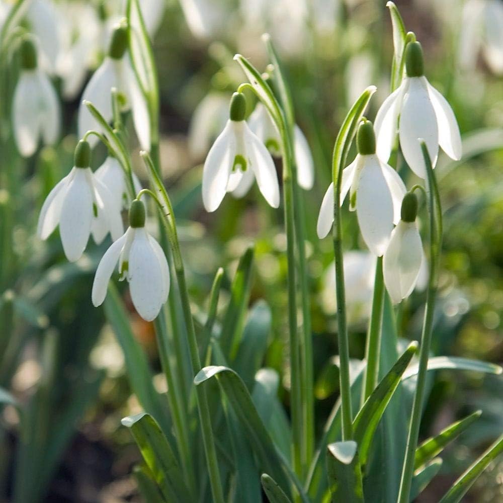 100 Single Snowdrop Bulbs (Galanthus Nivalis) SPECIAL OFFER buy direct ...