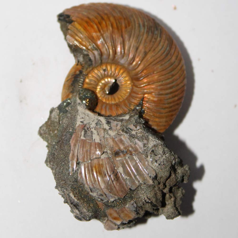 Iridescent pyritized Ammolite Ammonite Ammolite RARE, 56x40x20 mm ...