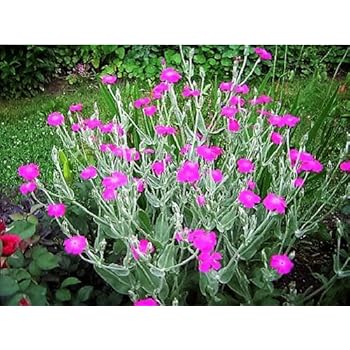 Amazon.com : 1000 TALL PINK CATCHFLY (Campion / None So Pretty) Silene ...