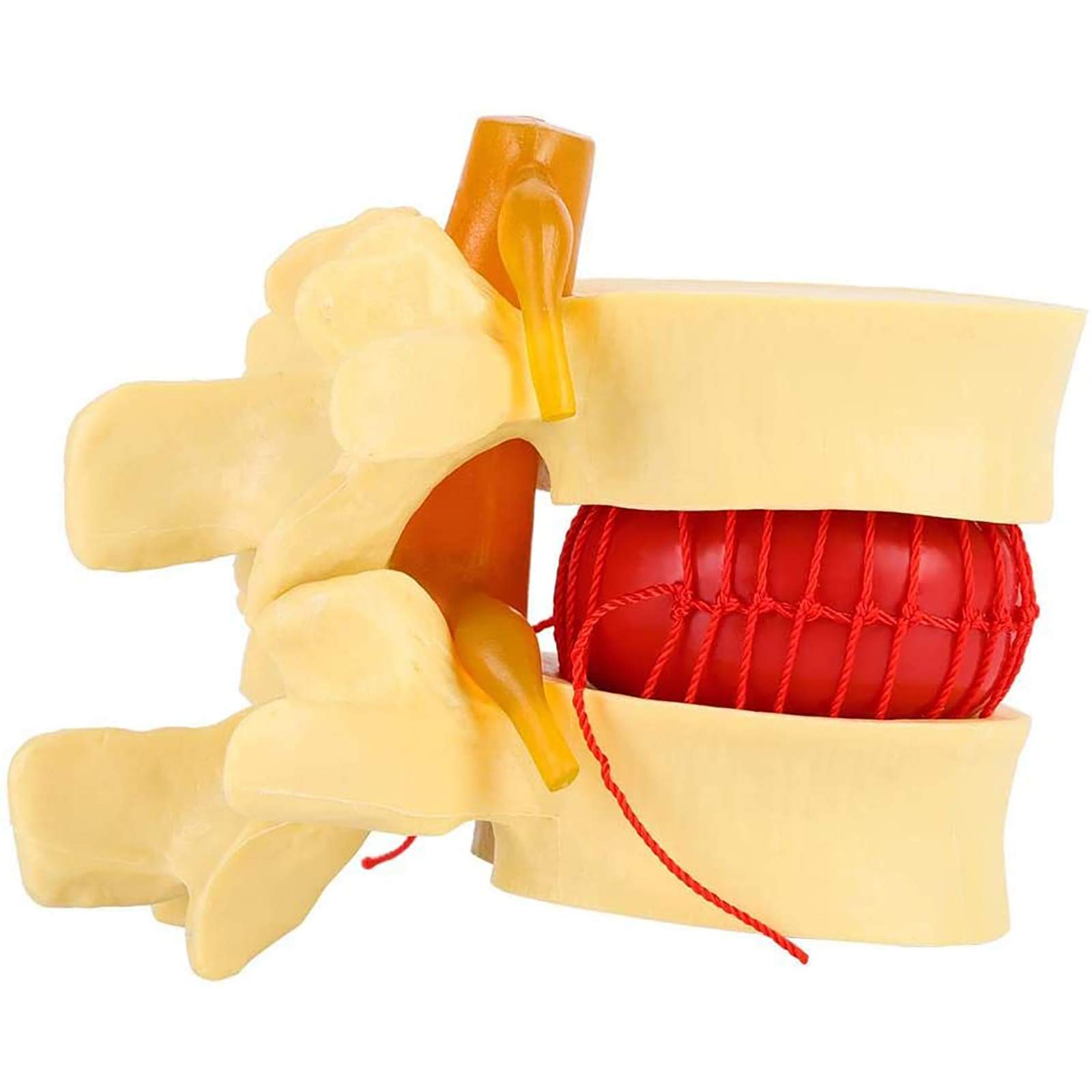 Mua Anatomical Model Anatomical Human Spine Lumbar Vertebrae ...