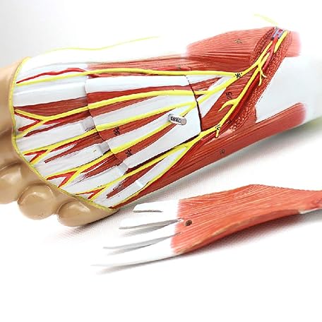 Mua LHLYL-DP Scientific Anatomy of the Foot with Muscles, Skeleton ...