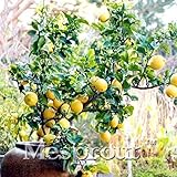 Miniature Pear Bonsai Tree | The Green Head