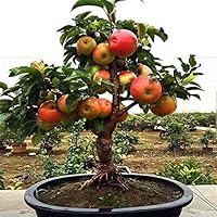 Amazon.com : Dwarf Bonsai Apple Tree Seeds - 25 Seeds - Grow Exotic Indoor Fruit Bonsai : Patio ...