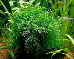 Amazon.com: AQUARIUM PLANTS DISCOUNTS Java Moss Portion in 4 Oz Cup ...