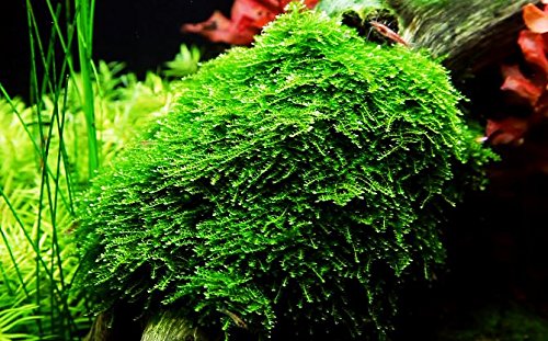 Greenpro Java Moss Live Freshwater Aquarium Plants Easy Ready to Grow ...