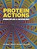 Protein Actions: Principles and Modeling in Oman | Whizz Biochemistry