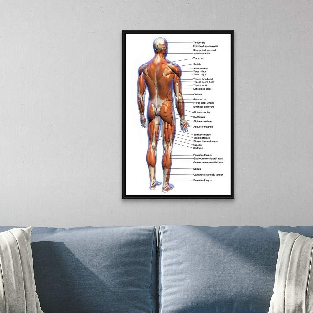 Labeled Anatomy Chart of Full Body Male Muscular System Rear View On ...