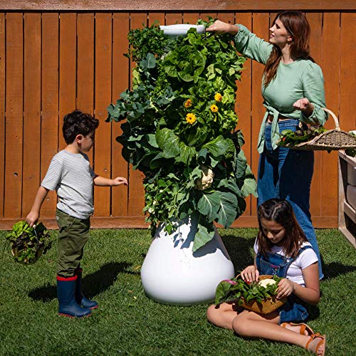 Outdoor Hydroponic Vegetable Garden System Hydroponic Growing System