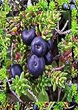 Crowberry - How to grow & care