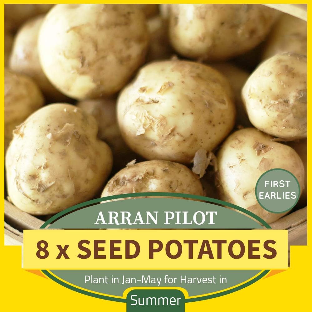 8 x Potato Arran Pilot Tubers- White Flesh with Firm Texture- Pleasant ...