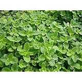 Indian Mint Satureia douglasii mint scented trailing herb basket plant ...