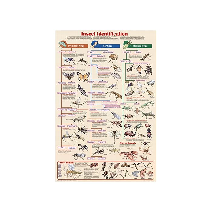 Buy Laminated Insect Identification Educational Science Chart Poster ...