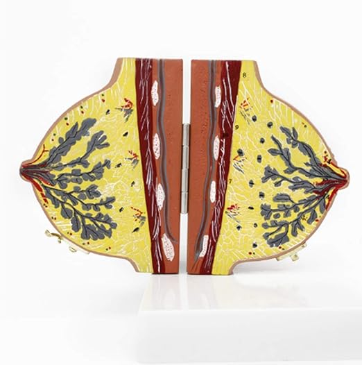 Amazon.com : Professional Educational Model Anatomy Breast Model ...