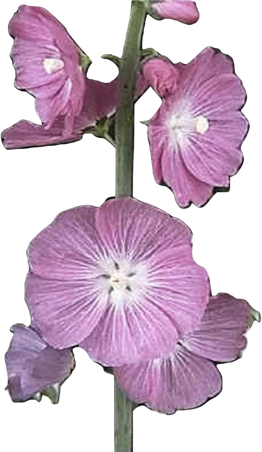 Amazon.com : Miniature Hollyhock Seeds - Sidalcea malviflora ...