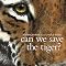Can We Save the Tiger? : Jenkins, Martin, White, Vicky: Amazon.co.uk: Books