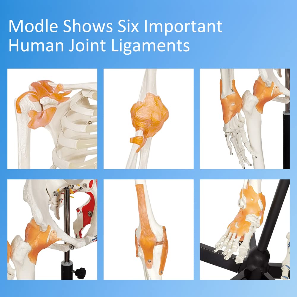 Mua 2024 New Human Skeleton Model, Medical Anatomical Life Size ...