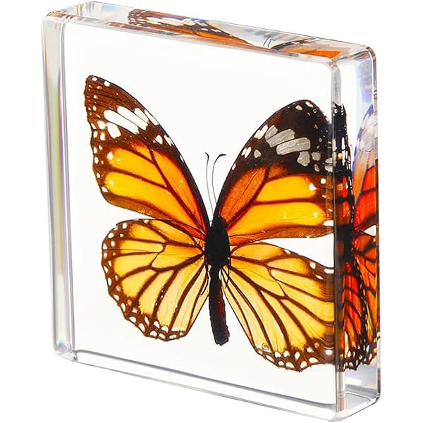 Butterfly Pinned Real Framed Butterfly Taxidermy Monarch Plain Insects ...