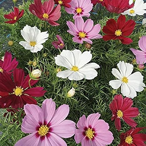 Splendour Seeds ® Cosmos Dwarf sensation mix flower seeds: Amazon.in ...