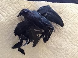 Amazon.com: Package of 3 Artificial Black Feather Halloween Flying ...