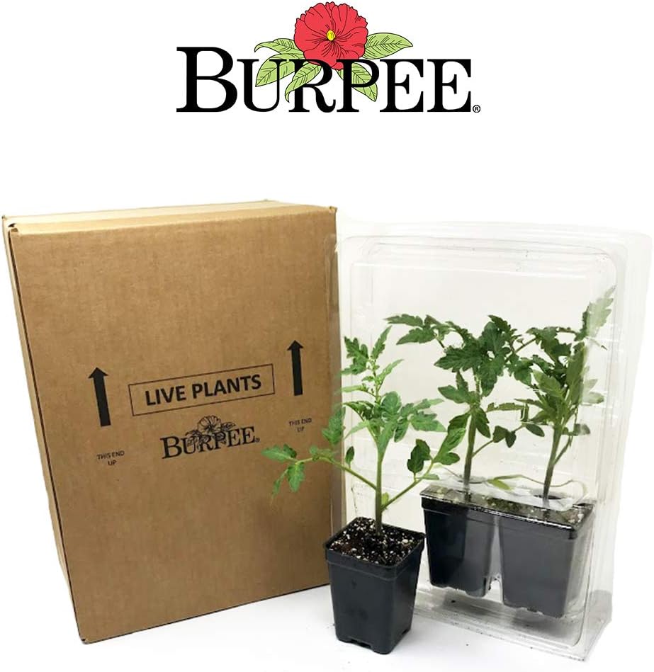 Amazon.com : Burpee SteakHouse' Hybrid Large Beefsteak Tomato, 3 Live ...
