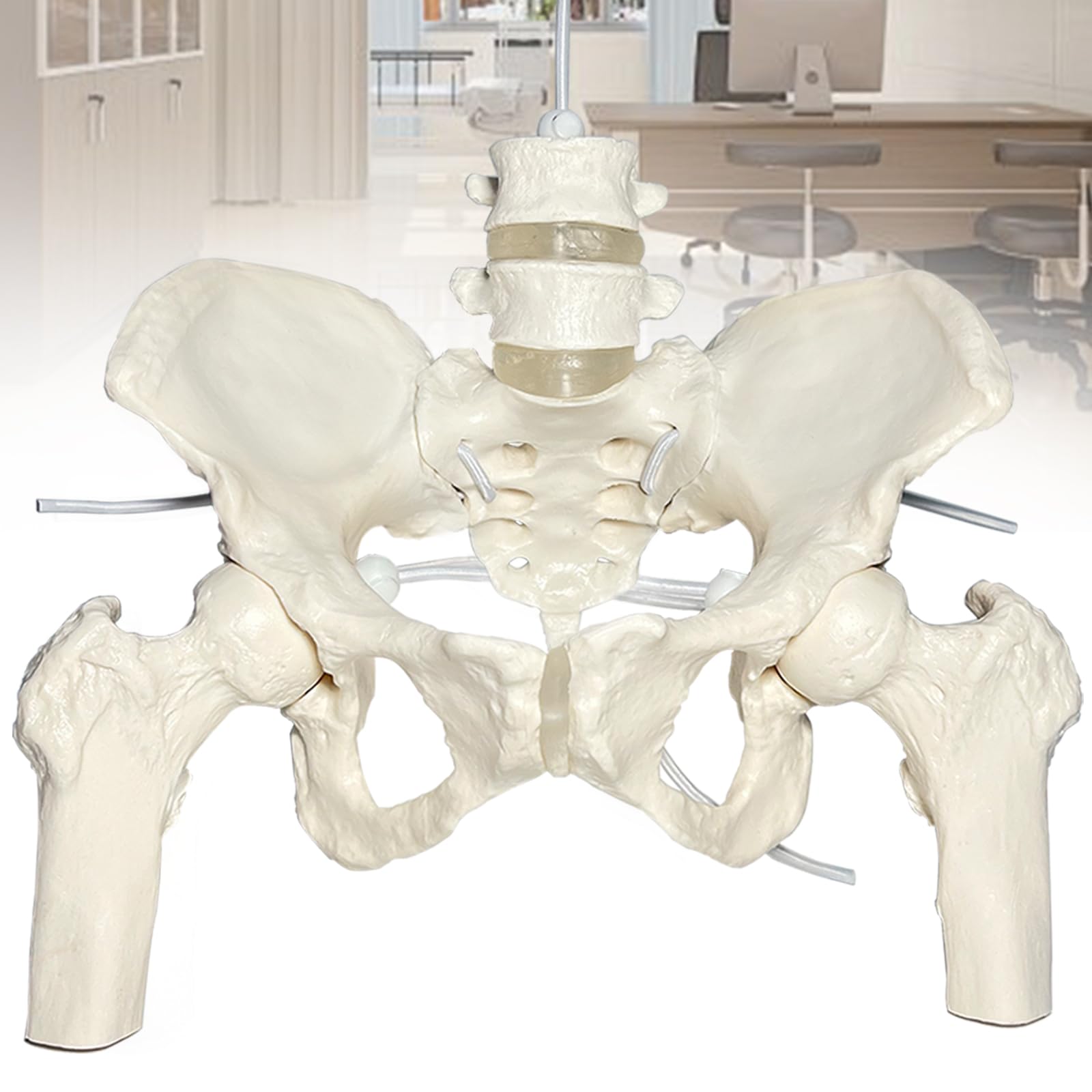 Mua timiland Pelvic Model, Human Body Model, Bone Model, Movable ...